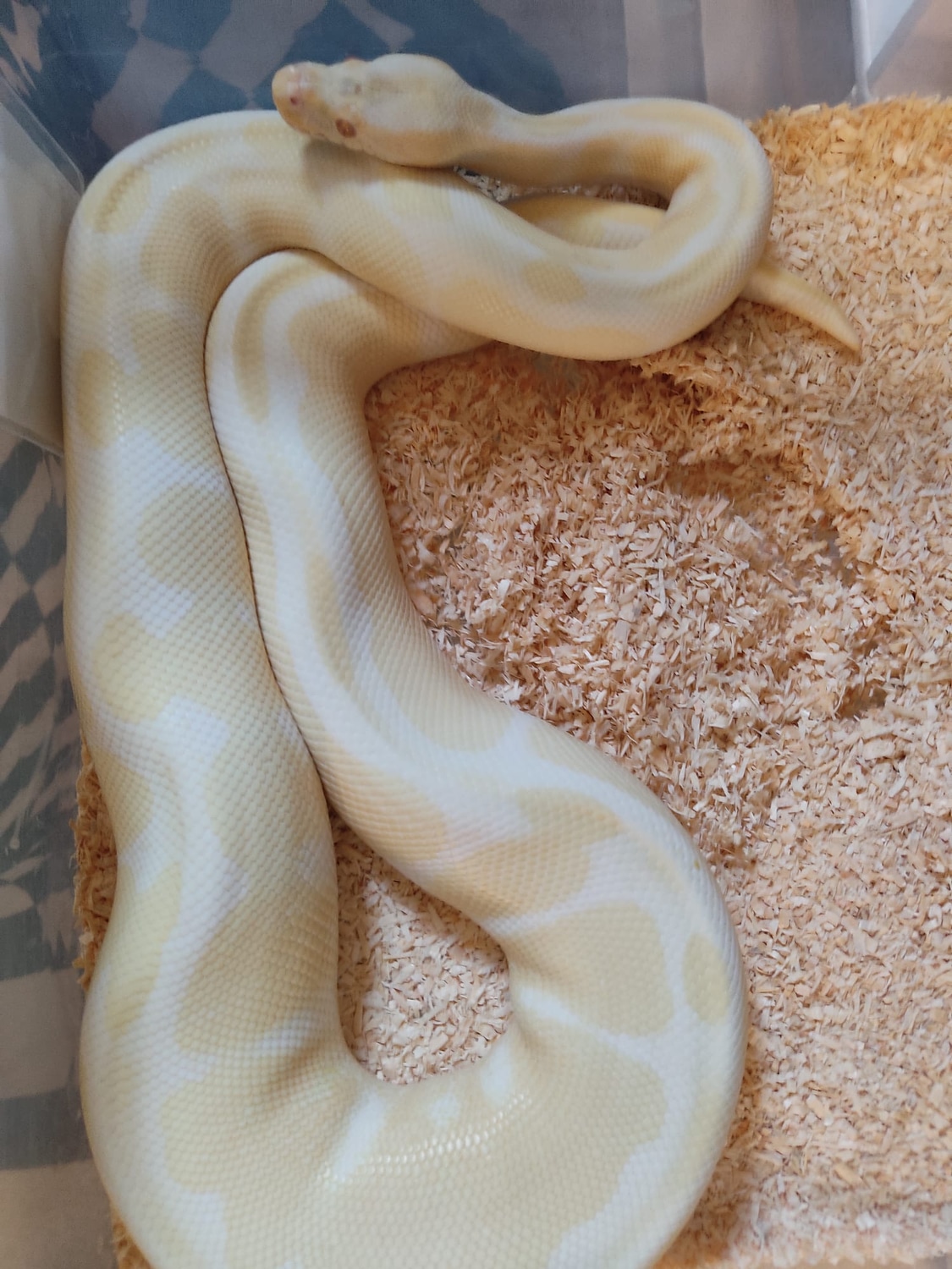 Albino Ball Python by Dodo- Reptilien - MorphMarket