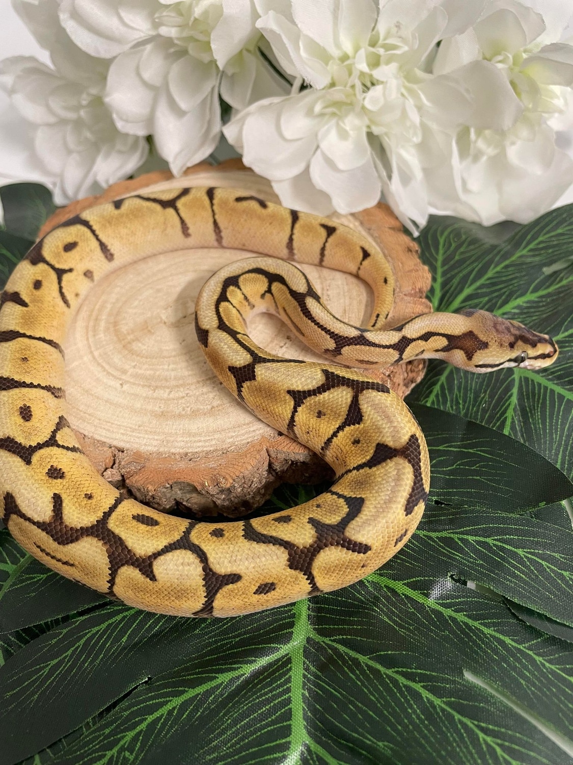 Enchi Mojave Spider Ball Python by Adore a Ball Royal Pythons - MorphMarket