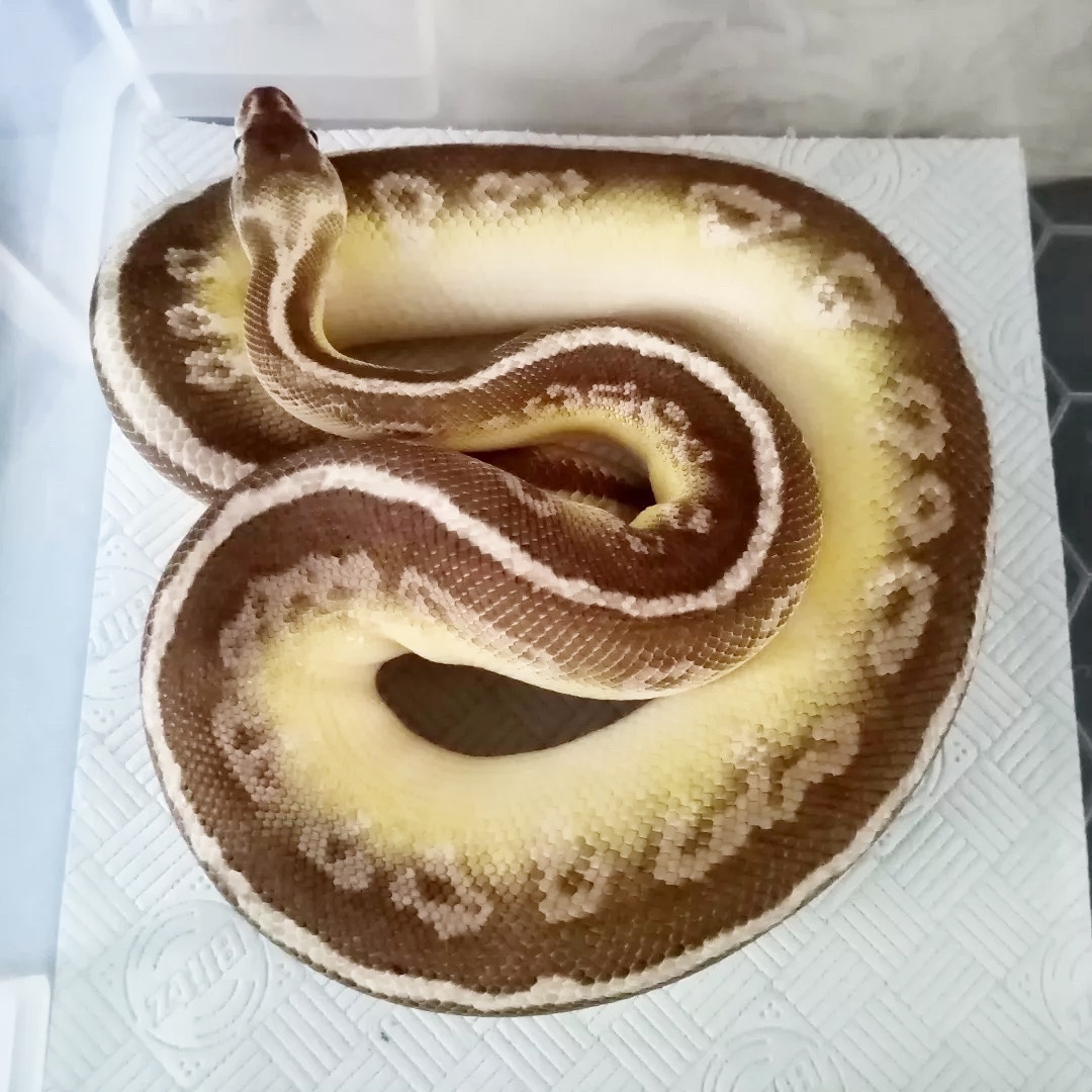 Butter Hidden Gene Woma Granite Ball Python by Adore a Ball Royal ...