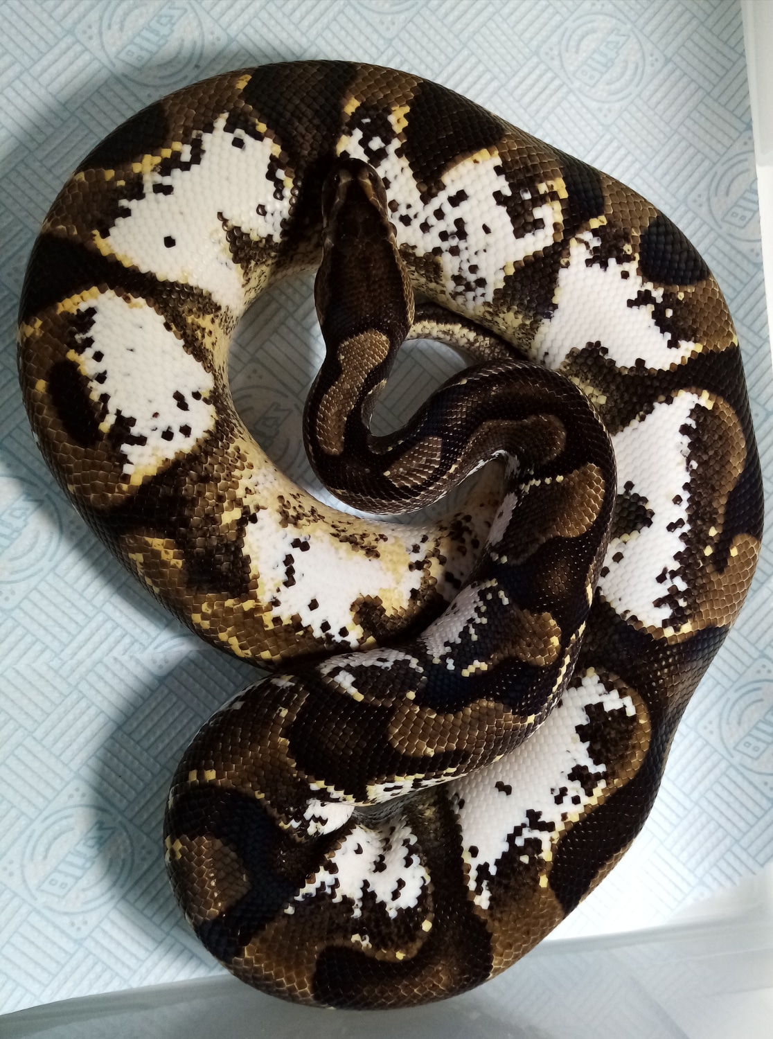Cb16 Enchi Pastel Calico Ball Python by Adore a Ball Royal Pythons ...