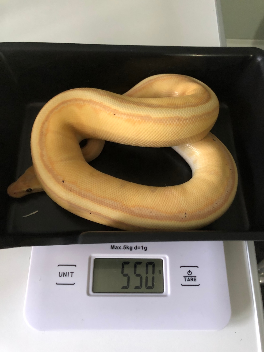 2022 Male Banana Genetic Stripe Ball Python by Adore a Ball Royal ...