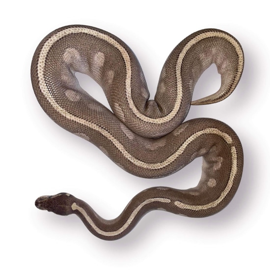 Purple Passion Cb17 Ball Python by Adore a Ball Royal Pythons