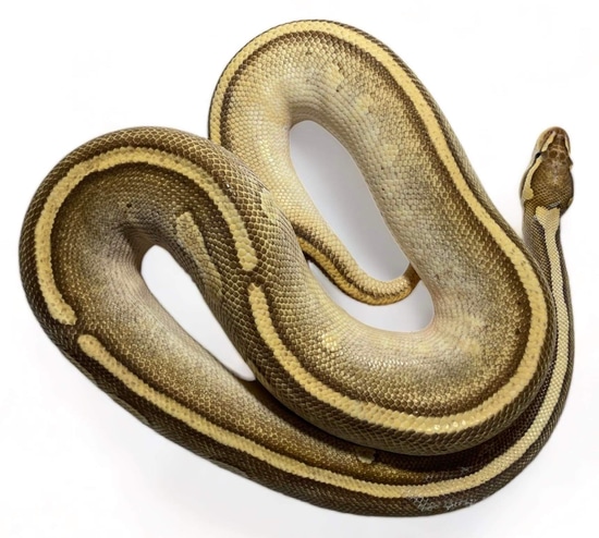 Lesser Pastel Fire Yellow Belly Ball Python by Adore a Ball Royal Pythons