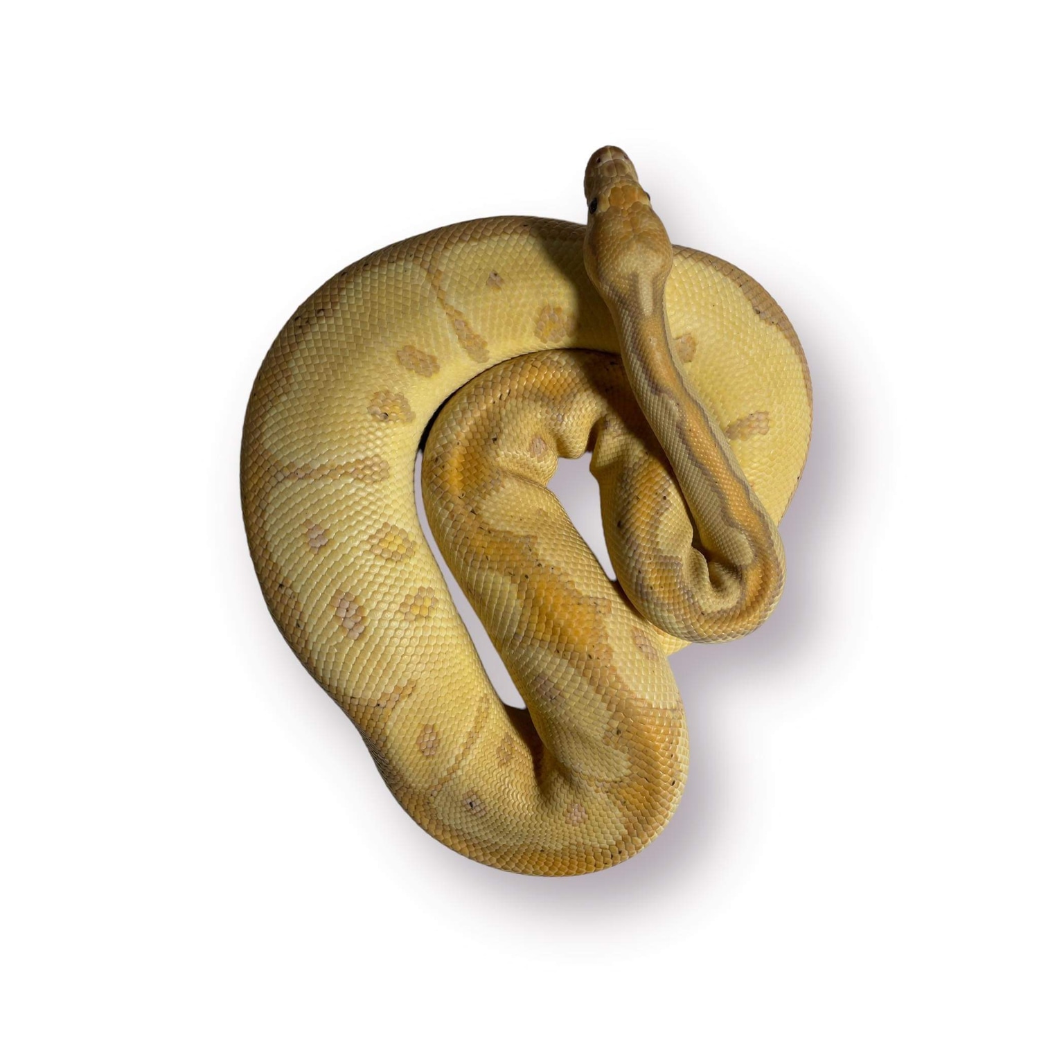 Cb22 Banana Clown Ball Python by Adore a Ball Royal Pythons - MorphMarket