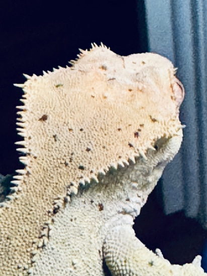 Dalmatian Crested Gecko by Love Bug Cresties