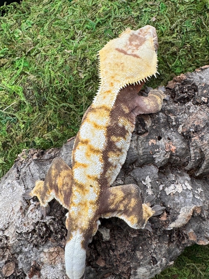 High White Red Tri Crested Gecko by Love Bug Cresties