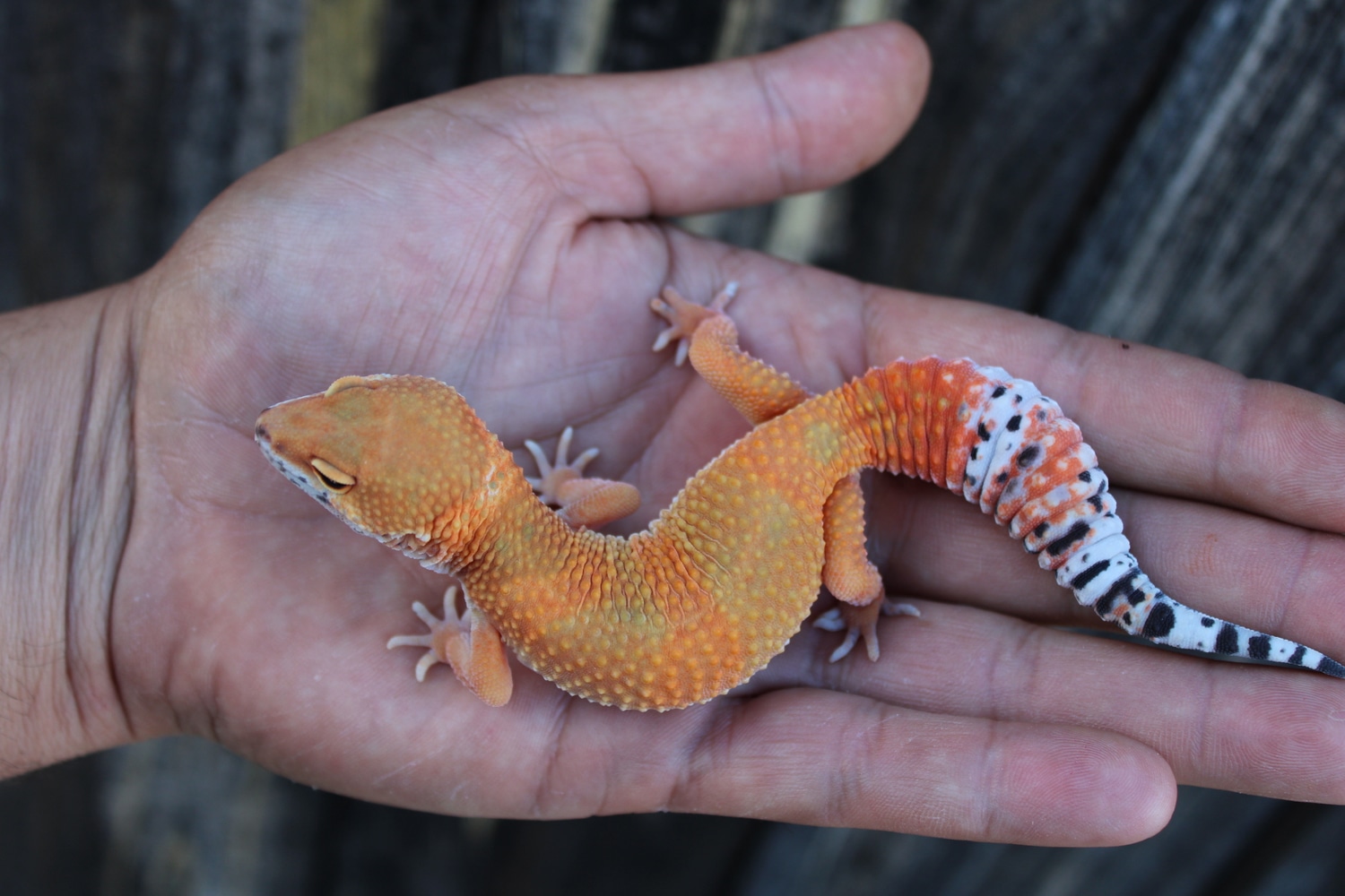 Clown Cross Leopard Gecko by DogTownGeckos - MorphMarket
