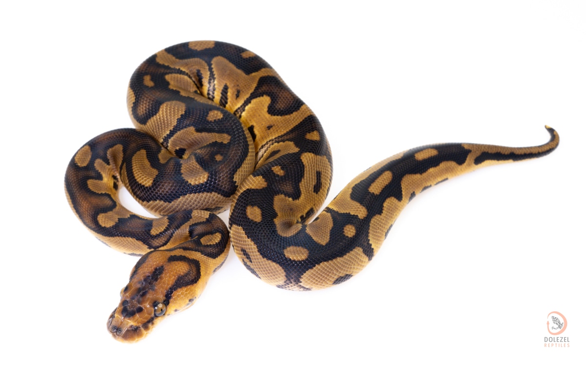 Chocolate Clown Ball Python by Dolezel Reptiles - MorphMarket