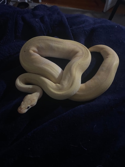 Adult Banana Kingpin Tweetybird Ball Python by Dollface Carpet Pythons LLC