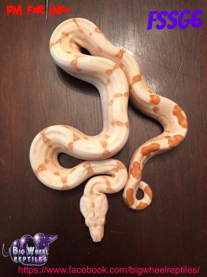 Kahl Poss Super Sunglow Boa Constrictor by Big Wheel Reptiles - MorphMarket