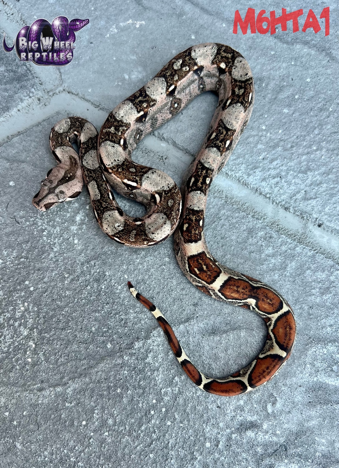Male 66% Dh Vpi Snow Boa Constrictor by Big Wheel Reptiles - MorphMarket