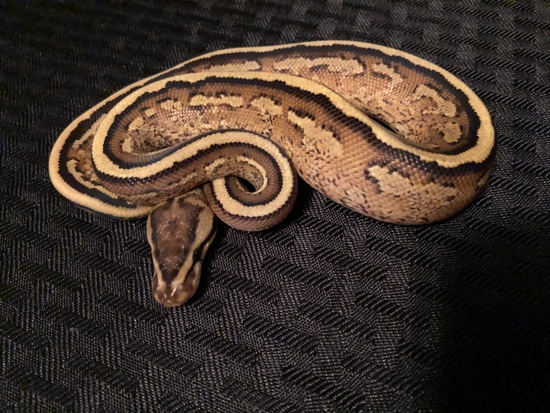 Super Spector Ball Python by Good Guy Reptile Family