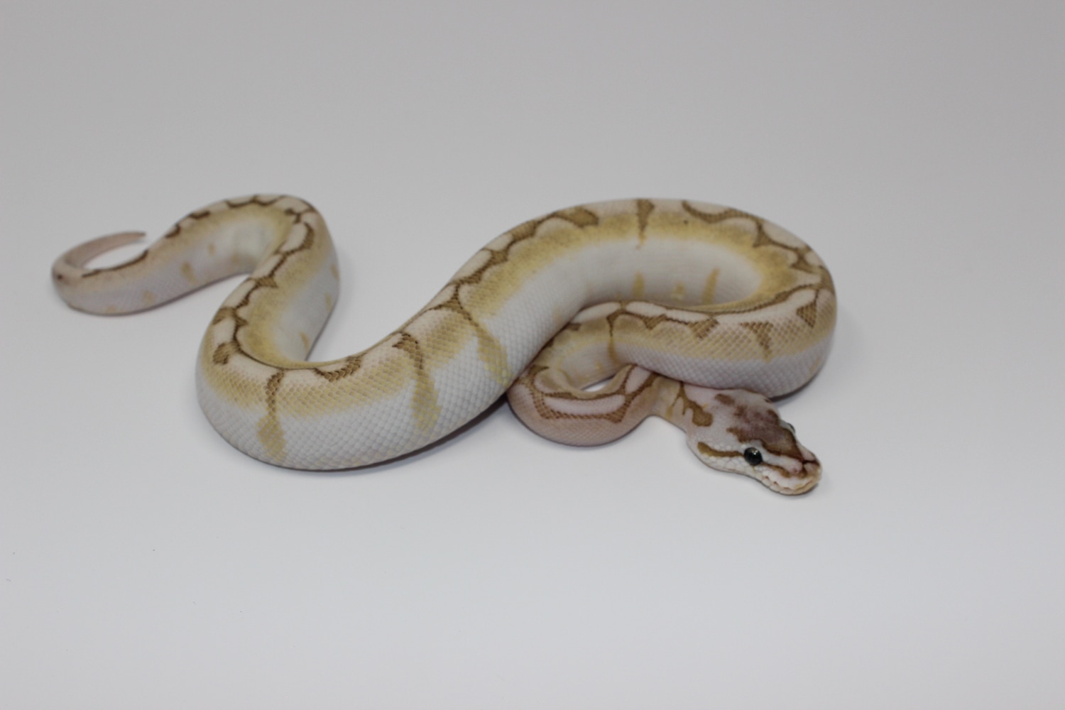 Bamboo Spider Yellow Belly Ball Python by Good Guy Reptile Family ...