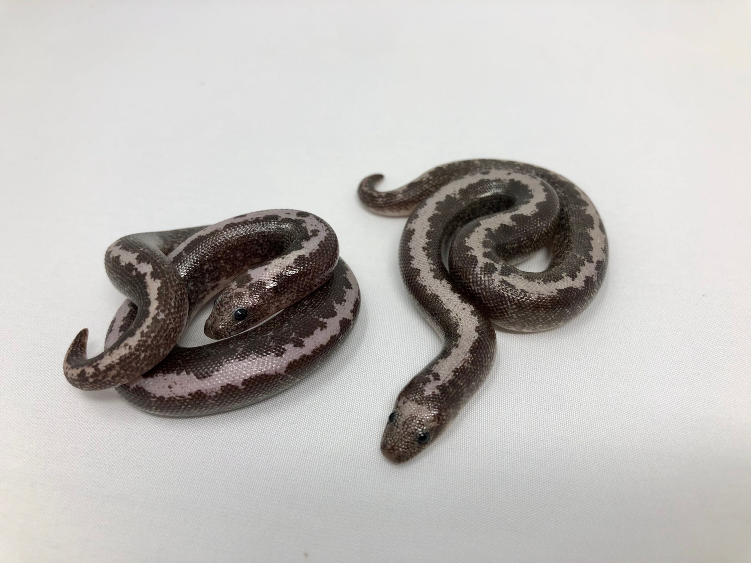 Anery Striped Kenya Sand Boas (See Add) Kenyan Sand Boa by Good Guy ...