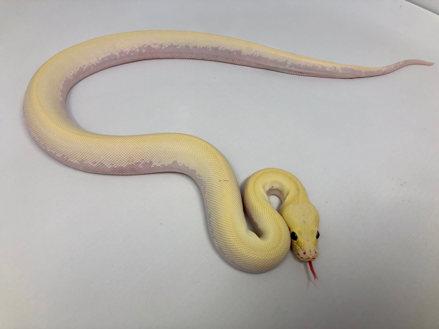 Ivory **FREE SHIPPING** Burmese Python by Good Guy Reptile Family ...