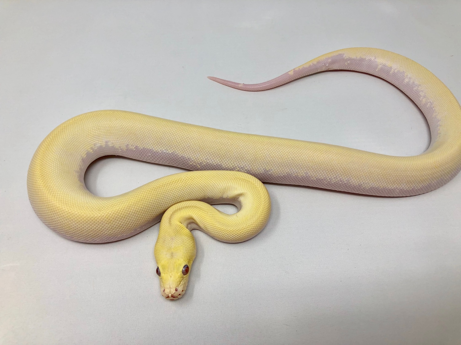 2019 Blizzard Male Burmese Python by Good Guy Reptile Family - MorphMarket