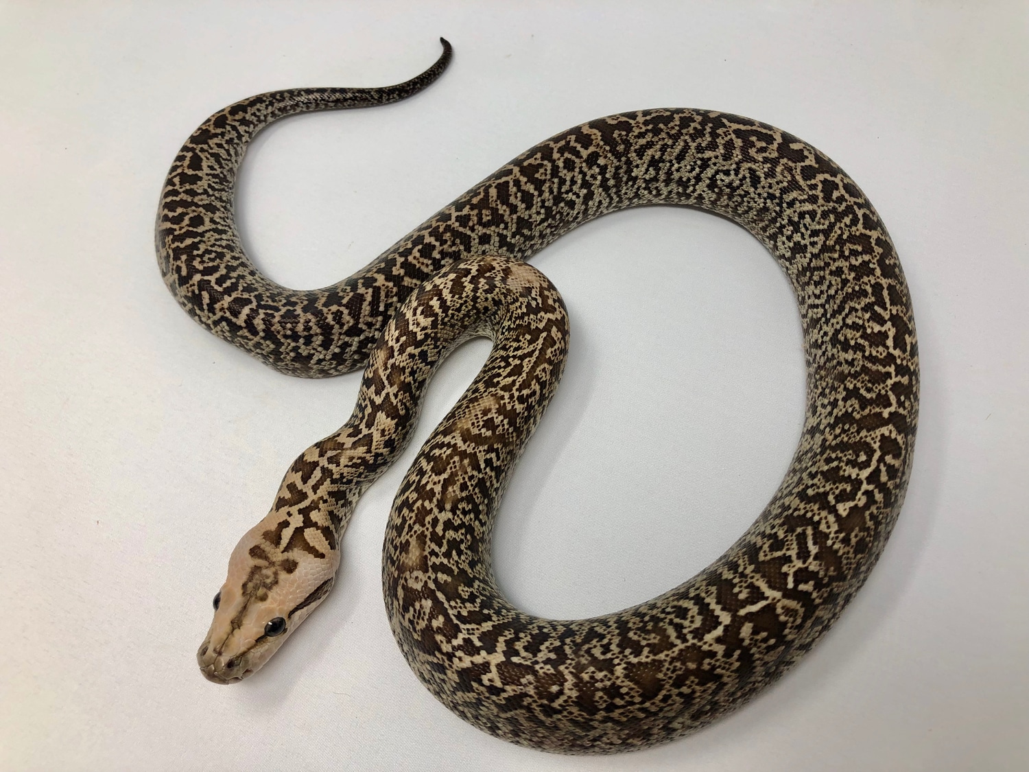 Granite Burmese Python by Good Guy Reptile Family - MorphMarket