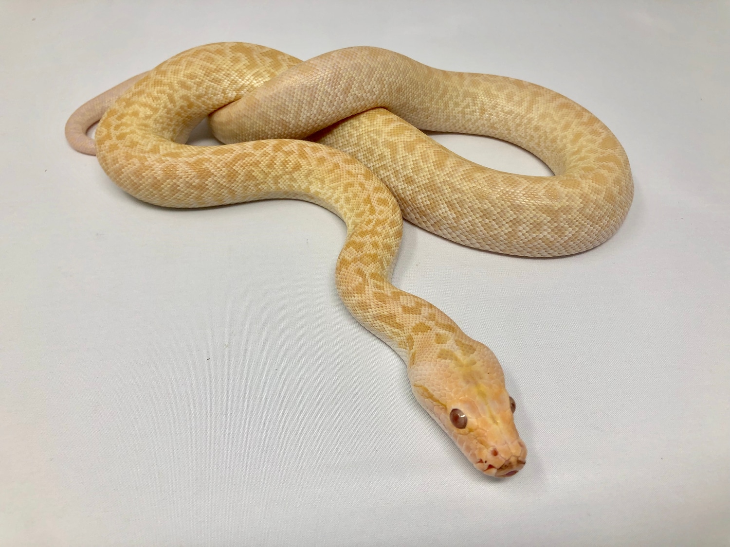 Pearl Granite **SALE** Burmese Python by Good Guy Reptile Family ...