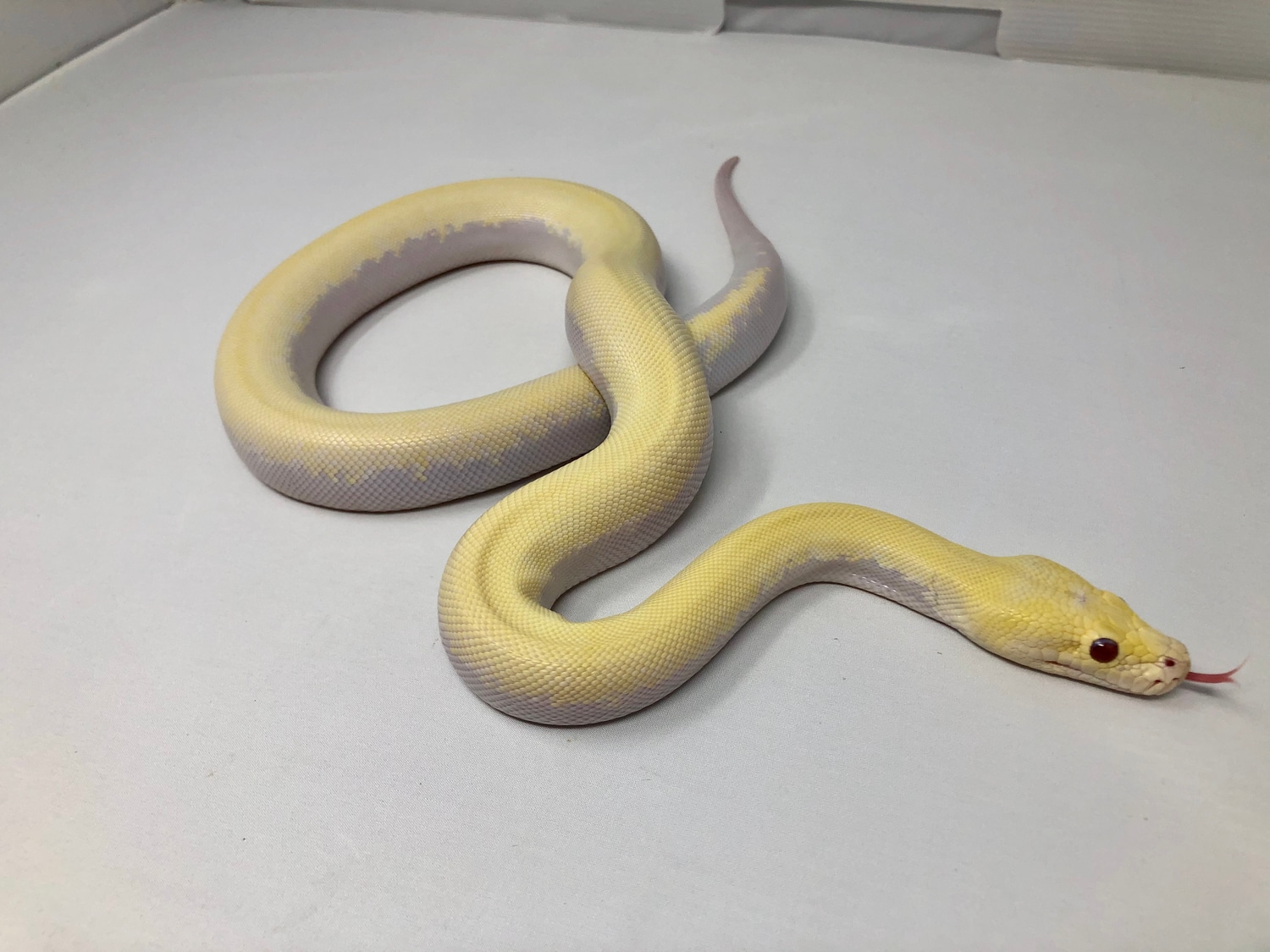 Blizzard **FREE SHIPPING** SALE!!!! Burmese Python by Good Guy Reptile ...