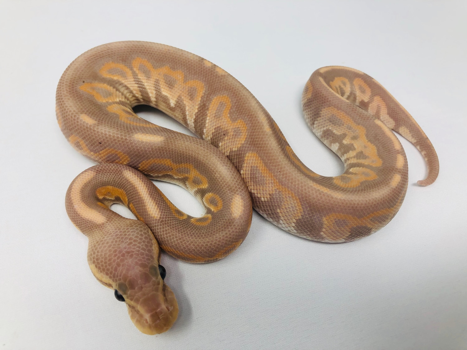 Cinny Banana **FREE SHIPPING** Ball Python by Good Guy Reptile Family ...