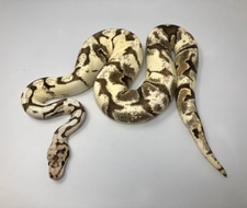 Bumble Bee Fire Paradox **FREE SHIPPING** Ball Python by Good Guy ...