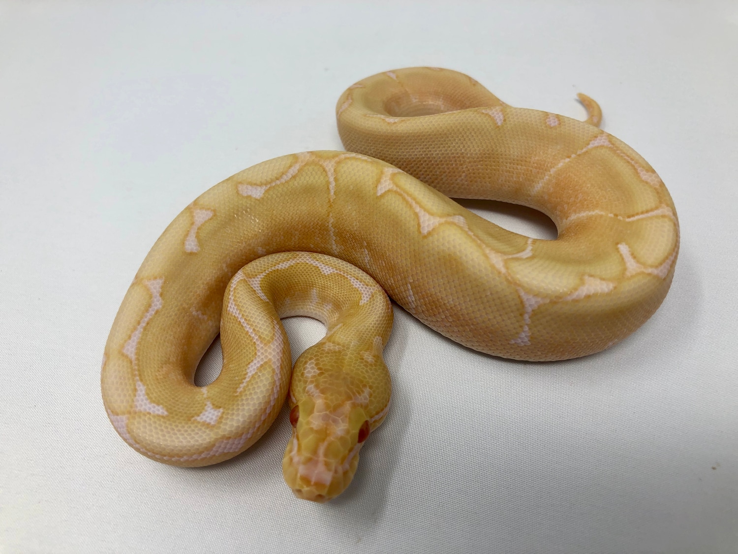Albino Spider Ball Python by Good Guy Reptile Family - MorphMarket