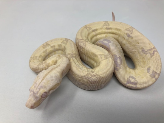 Moon Glow Boa Constrictor by Good Guy Reptile Family