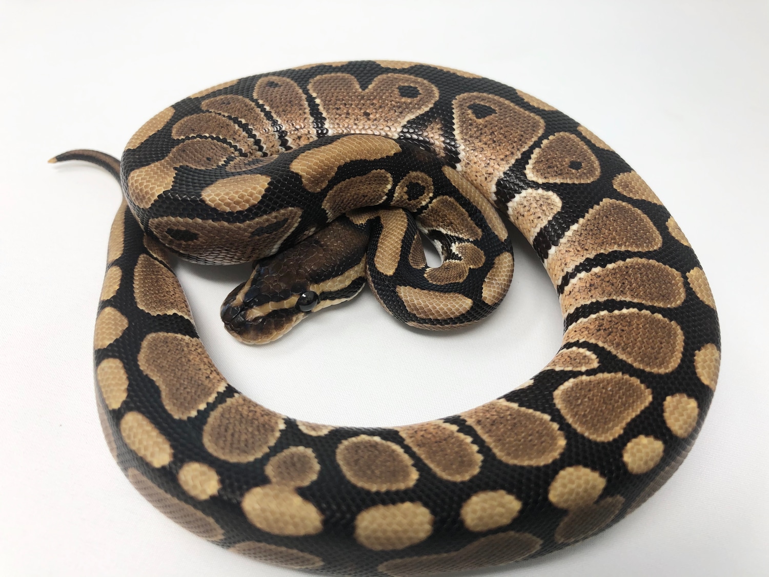 100% Het Sunset/orange Ghost Ball Python by Good Guy Reptile Family ...