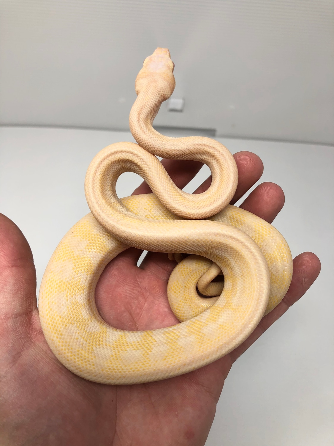 Albino Jaguar (Poss Caramel) Coastal Carpet Python by Good Guy Reptile ...