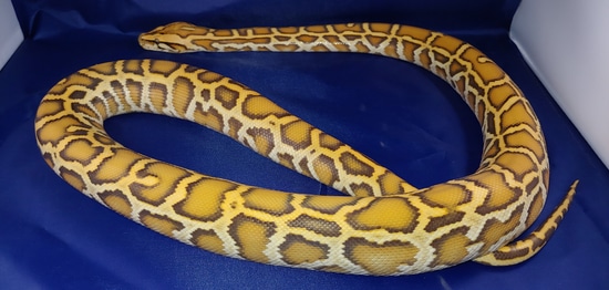 Caramel (Gulf Coast) ***FREE SHIPPING*** Burmese Python by Good Guy ...