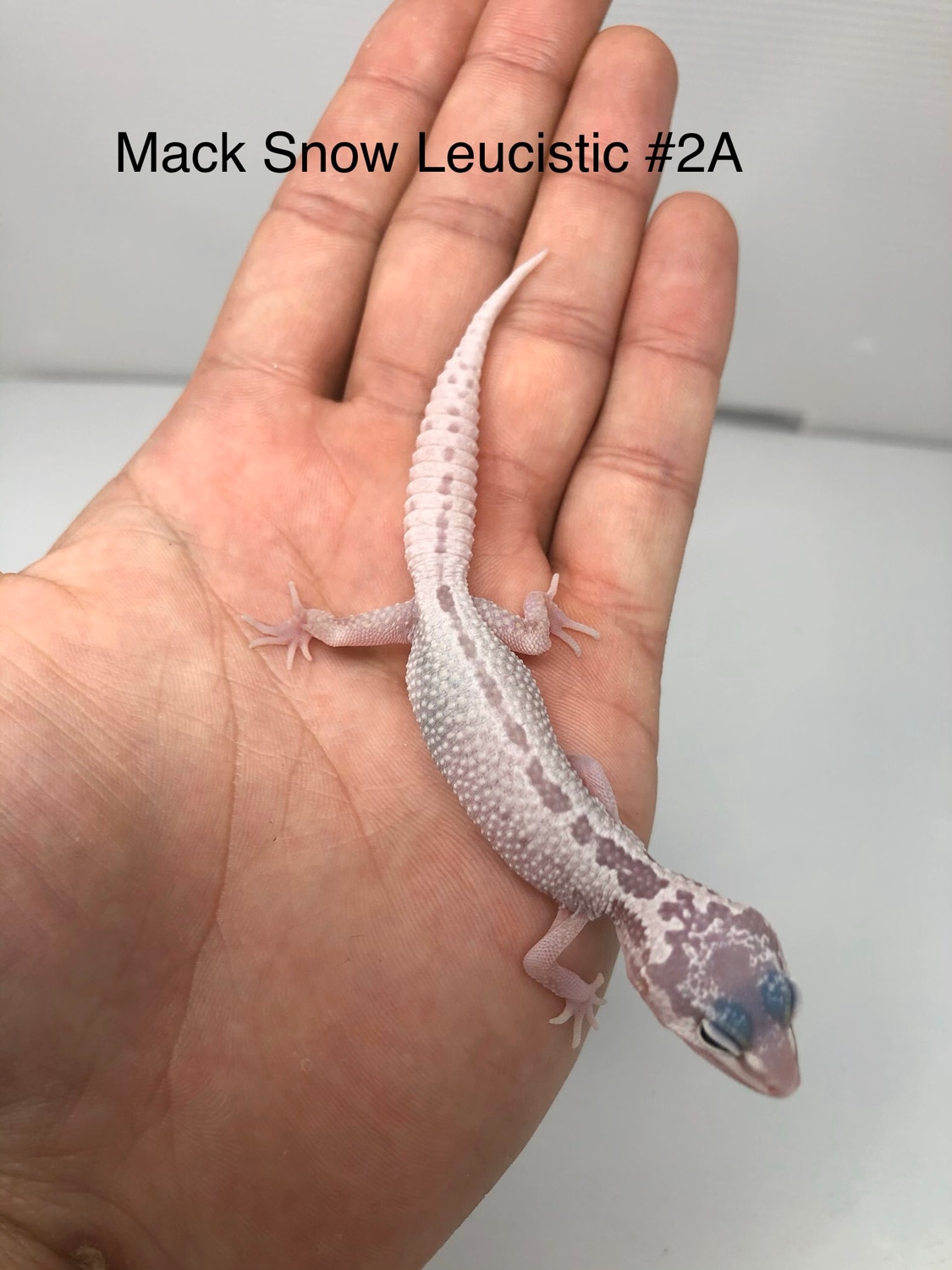 Mack Snow Murphys Patternless Leopard Gecko by Good Guy Reptile Family - MorphMarket