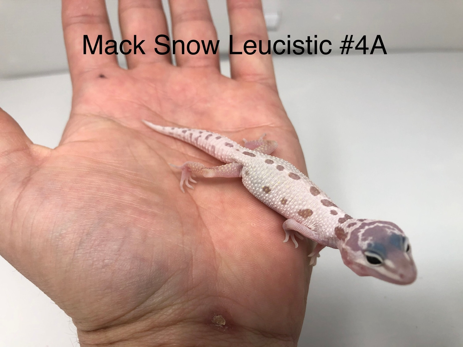 Mack Snow Murphys Patternless Leopard Gecko by Good Guy Reptile Family ...