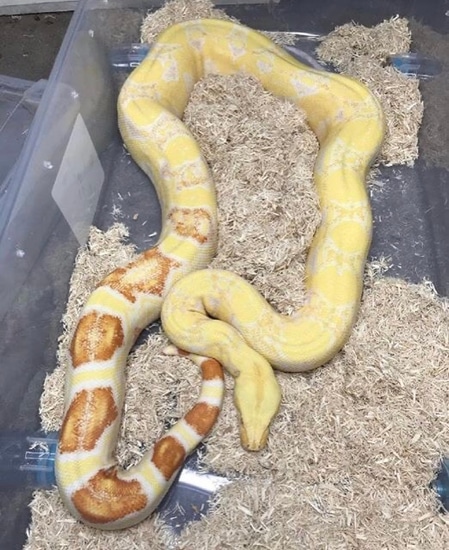 Purple Red Pastel Albino Sharp (Czech Blood Line) Boa Constrictor by ...