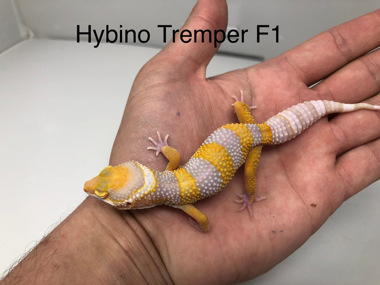 Hybino Tremper Leopard Gecko by Good Guy Reptile Family - MorphMarket