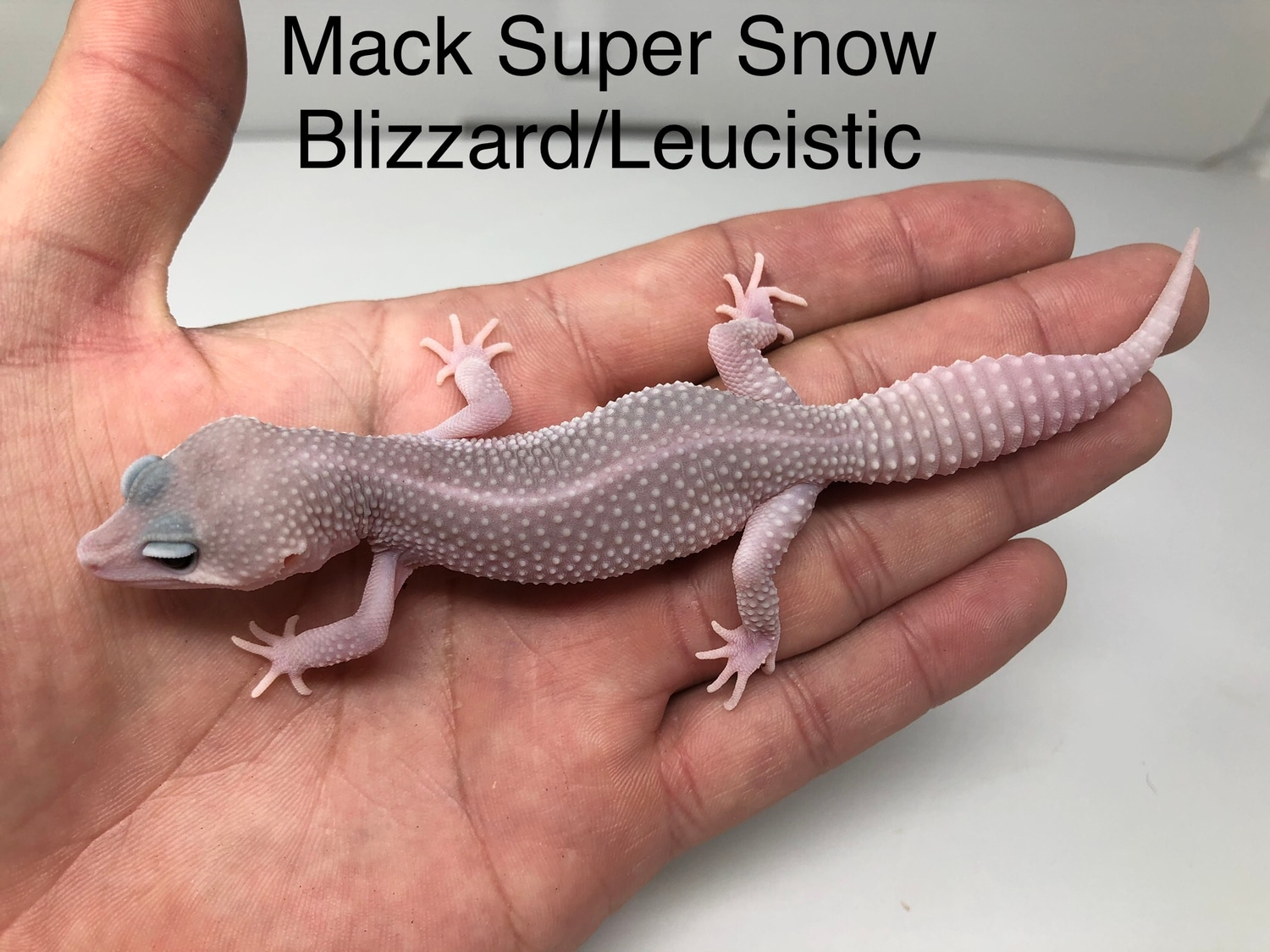 Mack Super Snow Blizzard/Murphy’s Patternless Leopard Gecko by Good Guy Reptile Family - MorphMarket