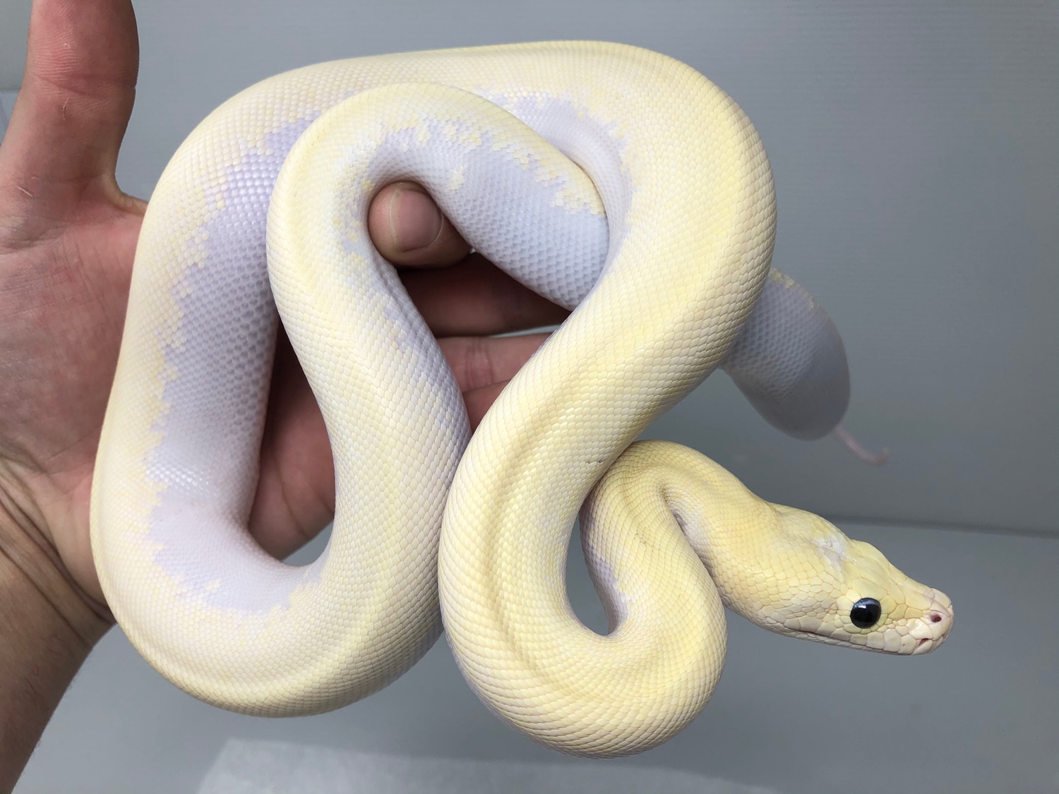 Blue Eyed Leucistic 100% Het Labyrinth Burmese Python by Good Guy ...