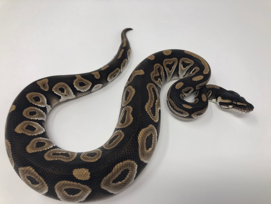 Black Adder Mojave Ball Python by Good Guy Reptile Family