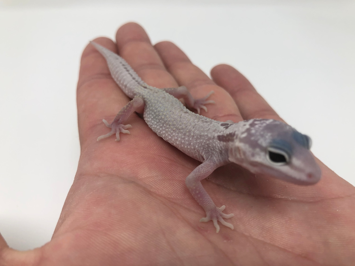 Mack Snow Murphy’s Patternless Leopard Gecko by Good Guy Reptile Family ...