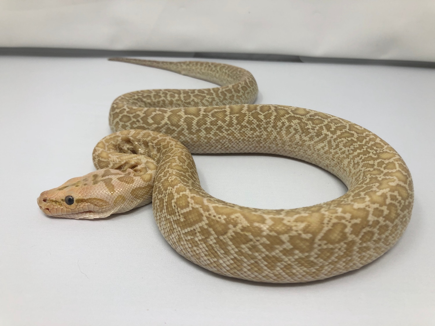 Hypo Granite Burmese Python by Good Guy Reptile Family - MorphMarket