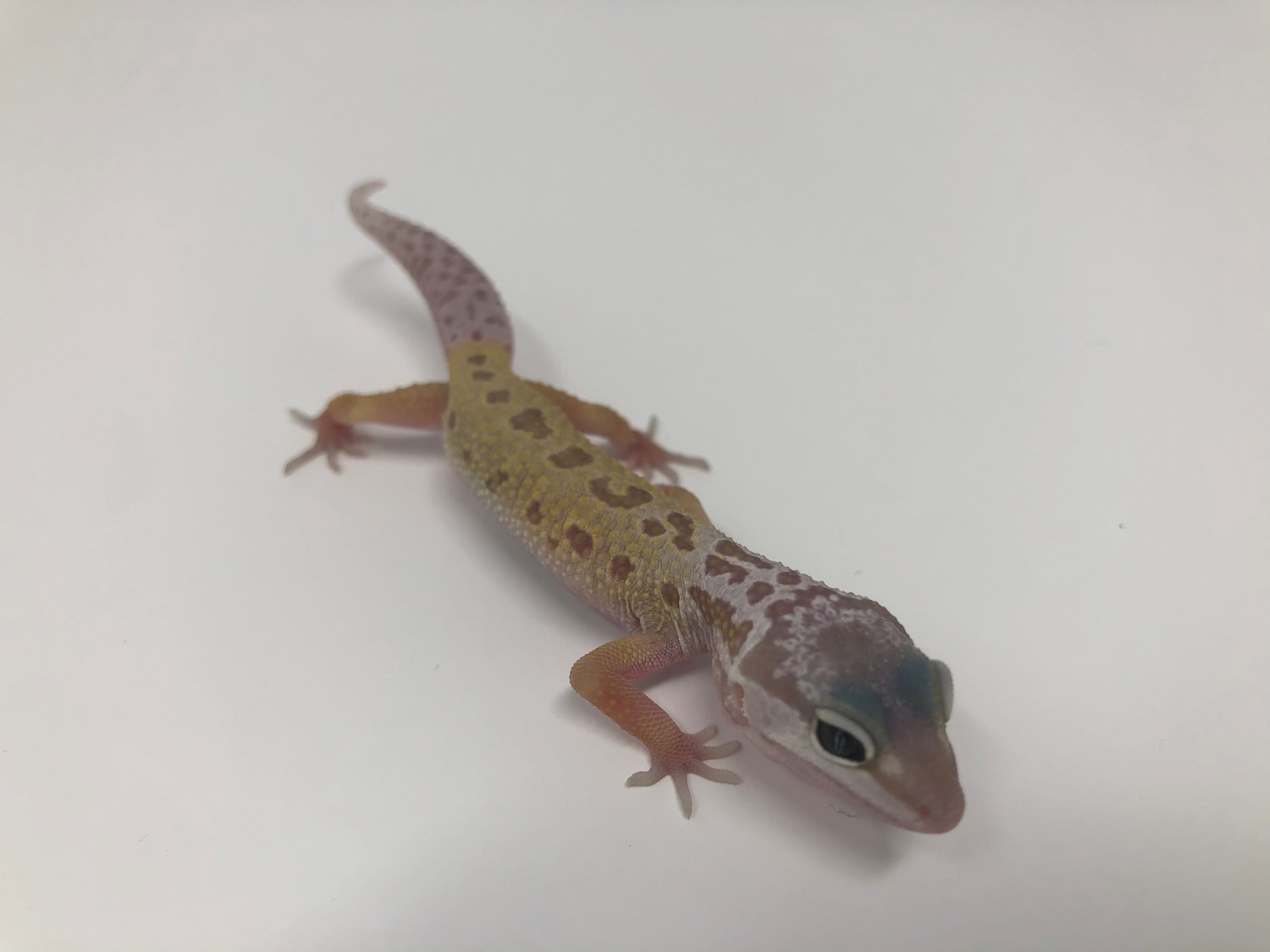 Murphy’s Patternless Leopard Gecko by Good Guy Reptile Family - MorphMarket