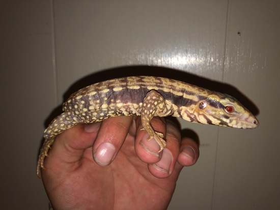 Albino Ice Tegu ***FREE SHIPPING*** Other Tegus by Good Guy Reptile Family