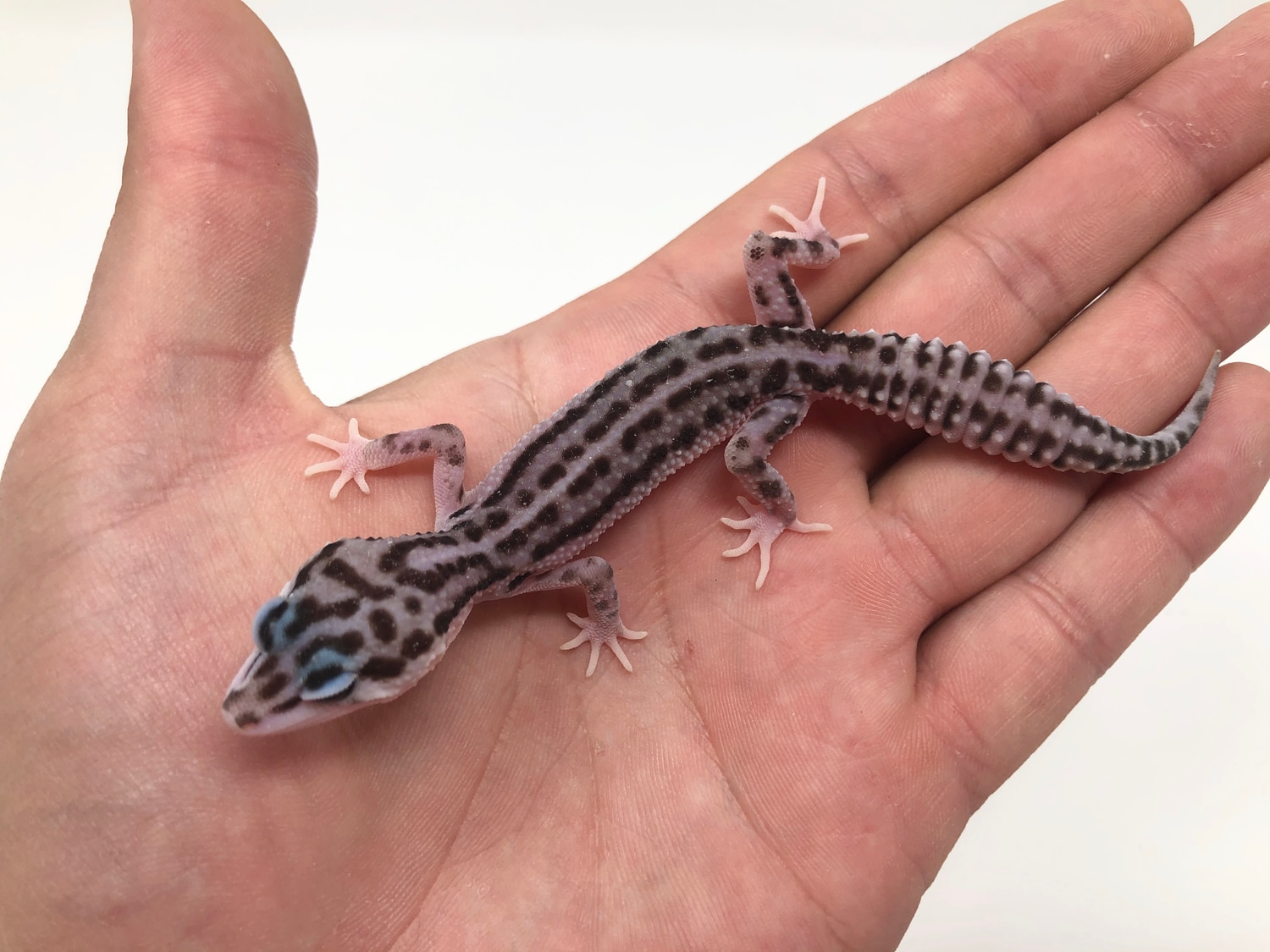 Mack Super Snow **TOP NOTCH!!!** Leopard Gecko by Good Guy Reptile ...