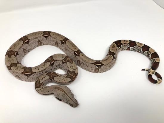 Pure BCC Suriname True Red-Tailed Boa Constrictor by Good Guy Reptile ...