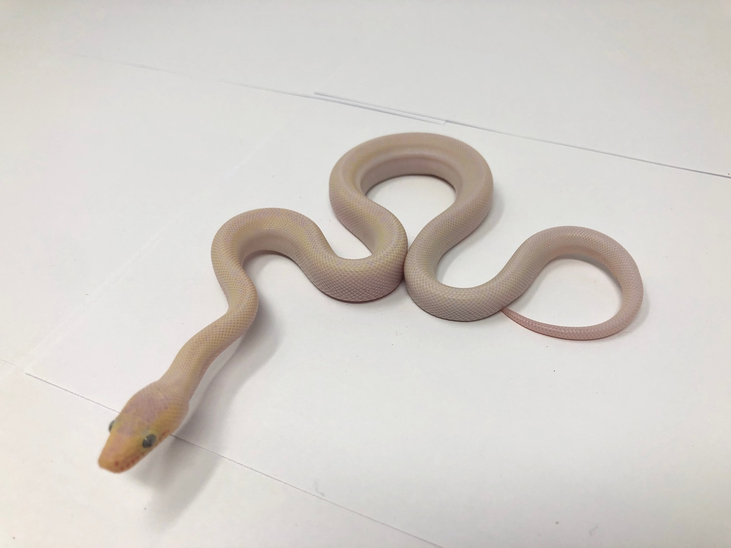 Blue Eyed Leucistic Colombian Rainbow Boa by Good Guy Reptile Family ...