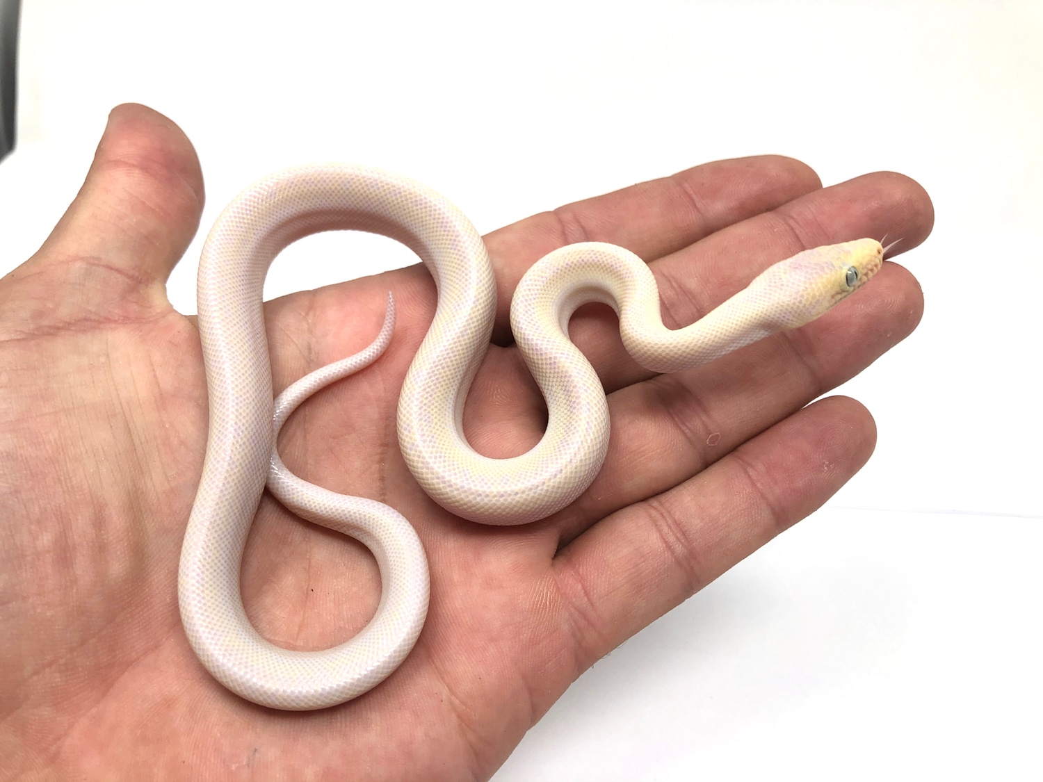 Blue Eyed Leucistic Colombian Rainbow Boa by Good Guy Reptile Family ...