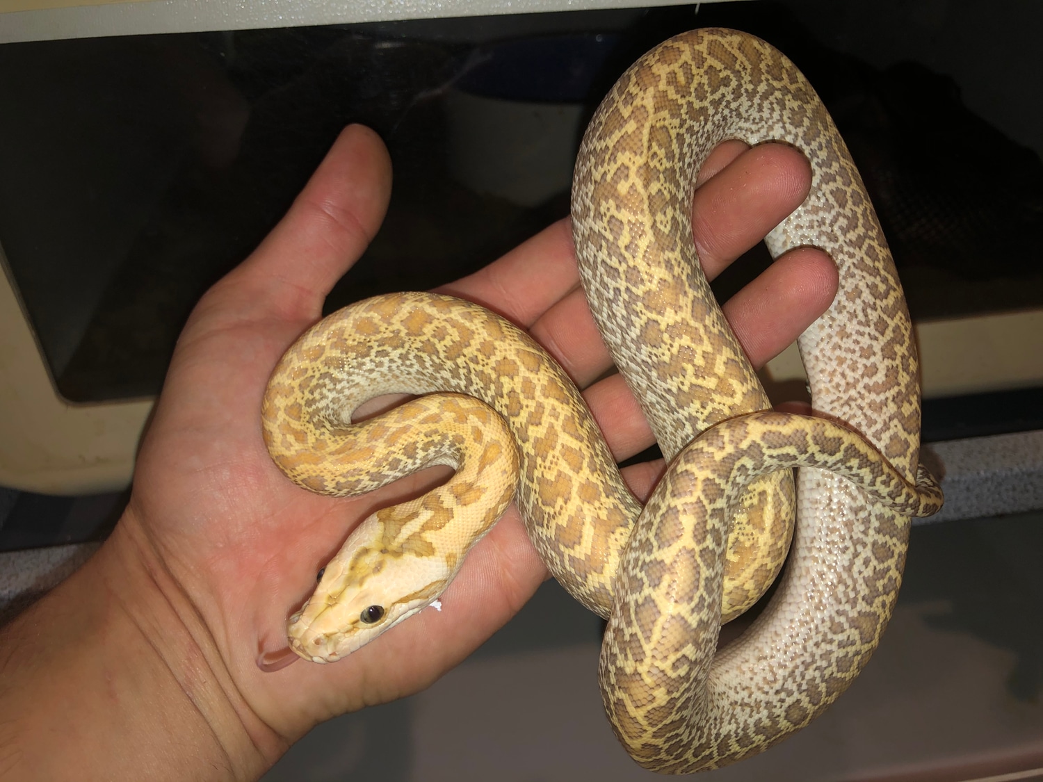 Hypo Granite Burmese Python by Good Guy Reptile Family - MorphMarket