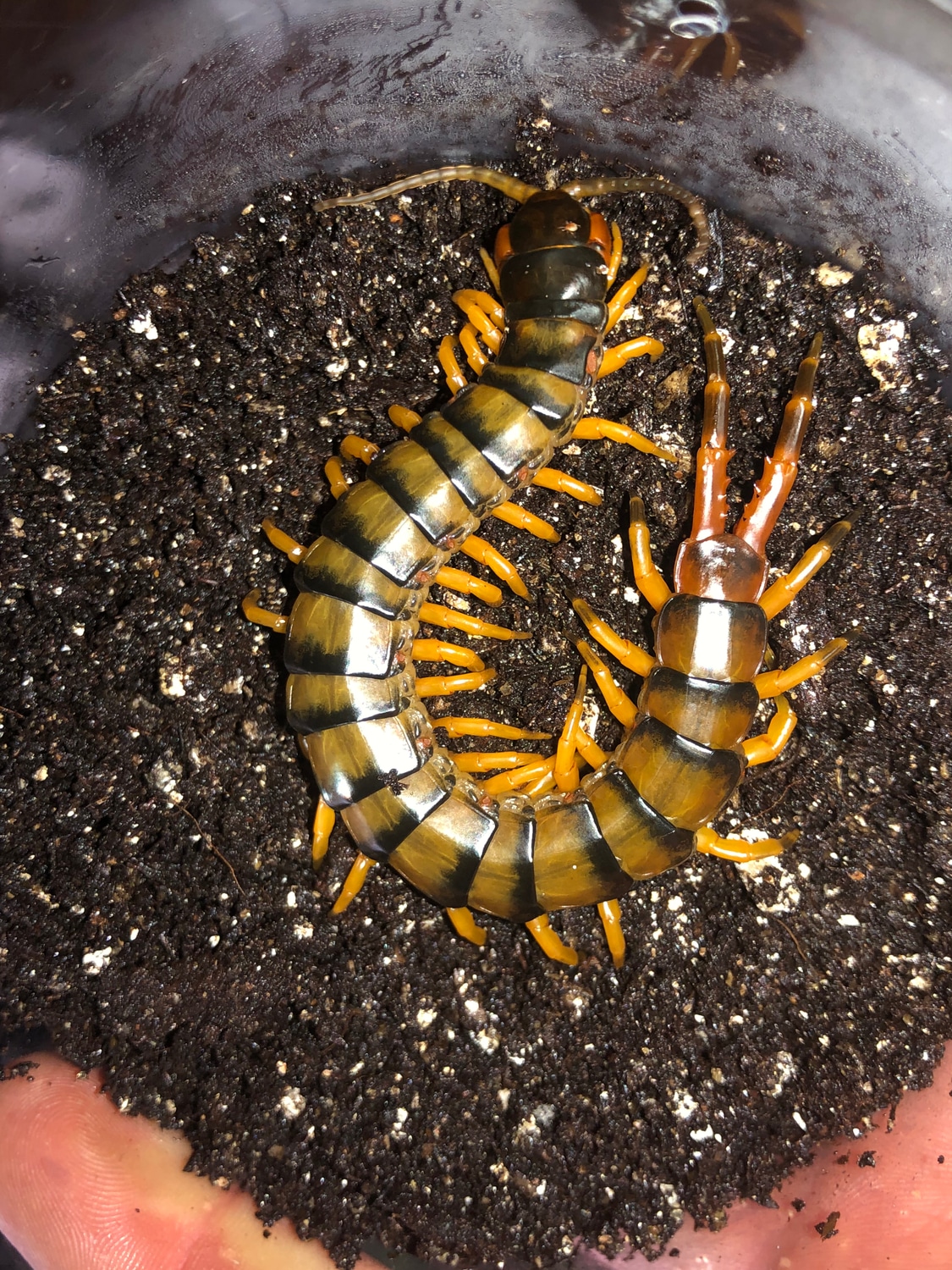 West African Tiger Centipede by Good Guy Reptile Family - MorphMarket
