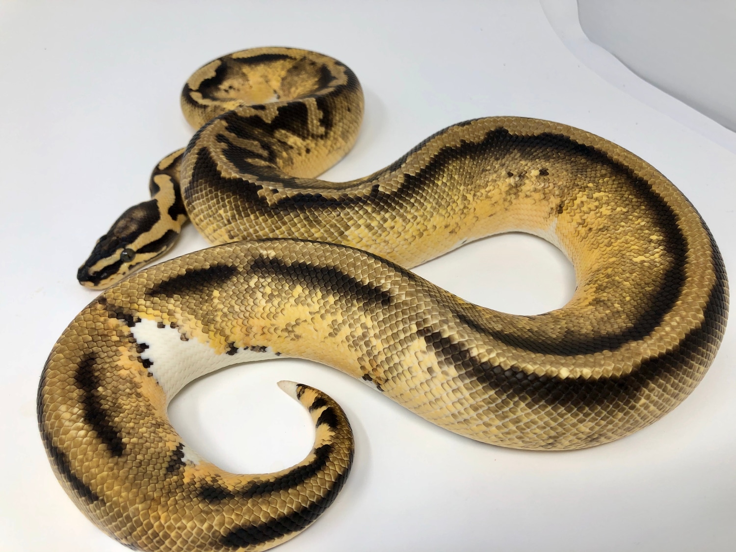 Pastel Yellow Belly Pied Ball Python by Good Guy Reptile Family ...