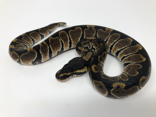 Black Adder Ball Python by Good Guy Reptile Family