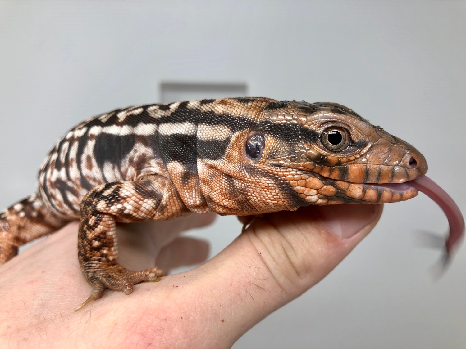 RED RED RED Tegu Argentine Tegus by Good Guy Reptile Family - MorphMarket